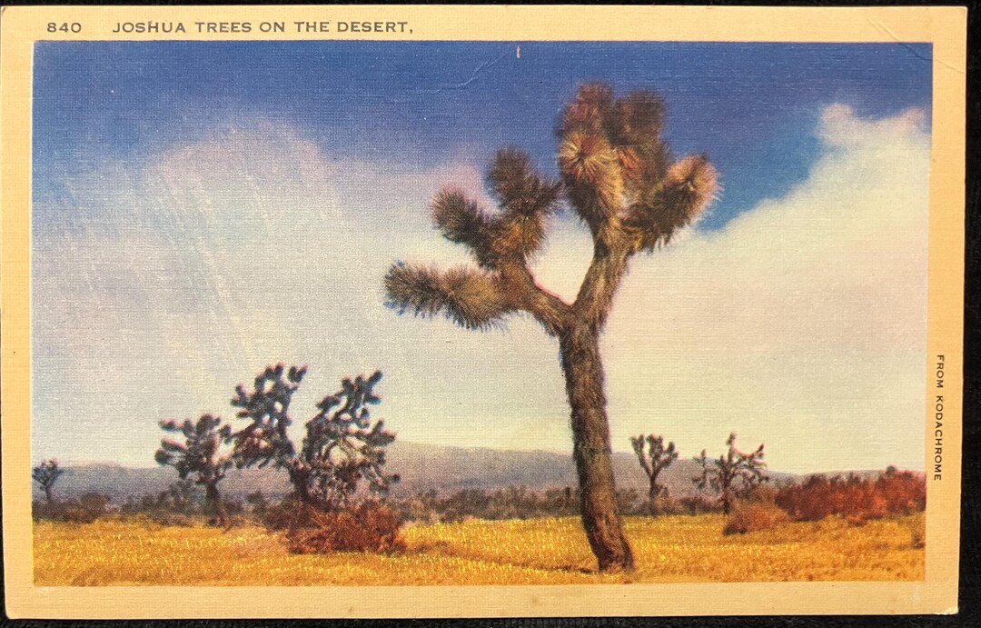 Joshua Trees on the Desert, From Kodachrome Vintage Postcard - Etsy