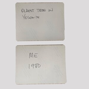 Two 1980s Photos of Oldest Tree in Yosemite National Park Family Trip ...