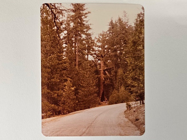 Two 1980s Photos of Oldest Tree in Yosemite National Park Family Trip ...