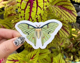 Find Your Light Luna Moth Sticker for Laptop, Positive Affirmations for ...