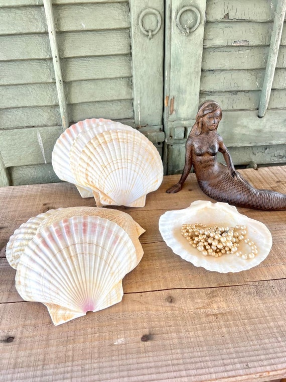 Large Scallop Seashells