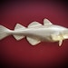 Marblehead Cod - Etsy