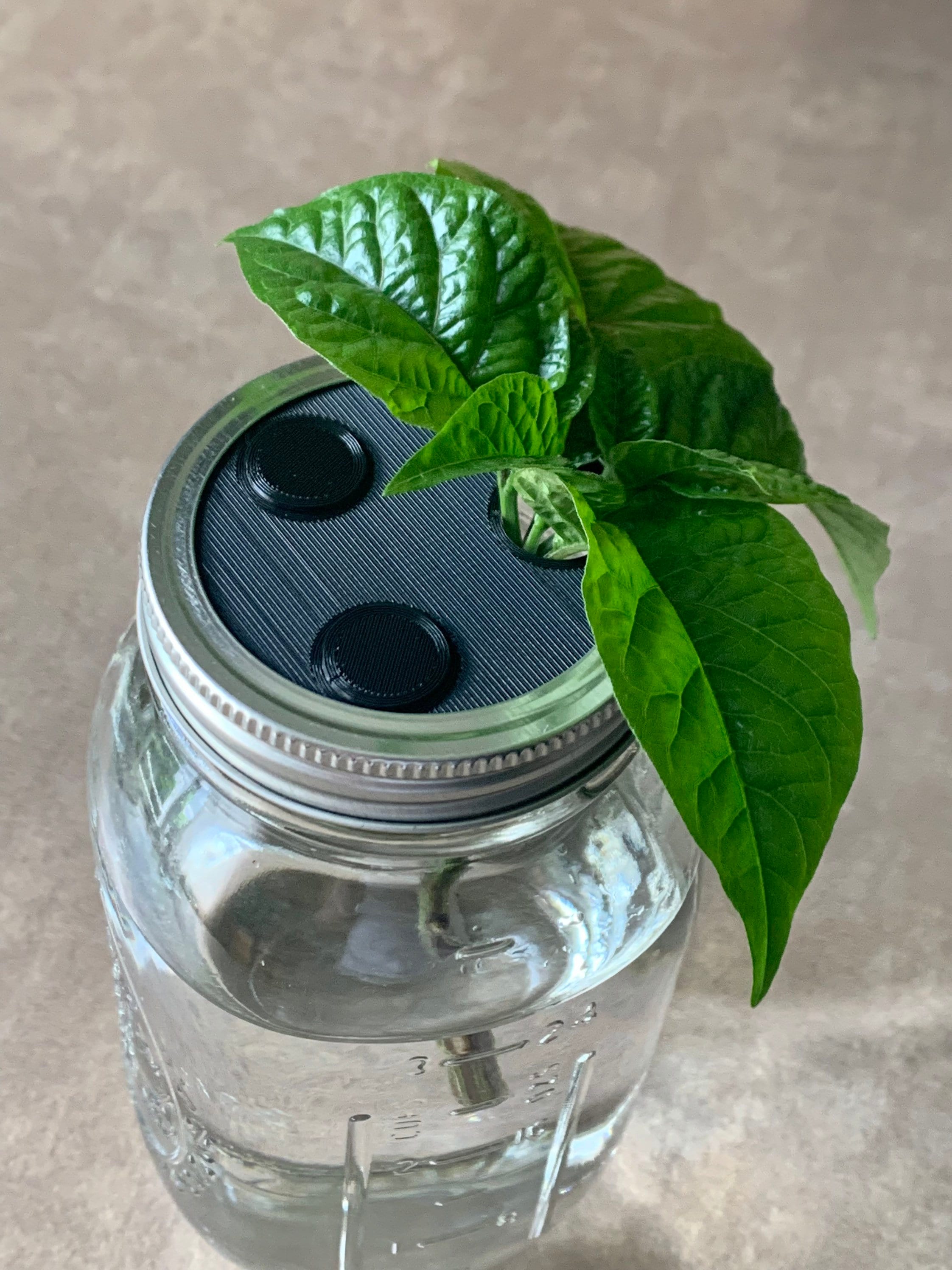 Propagation Station Lid Insert for Regular Mouth Mason Jar - Etsy