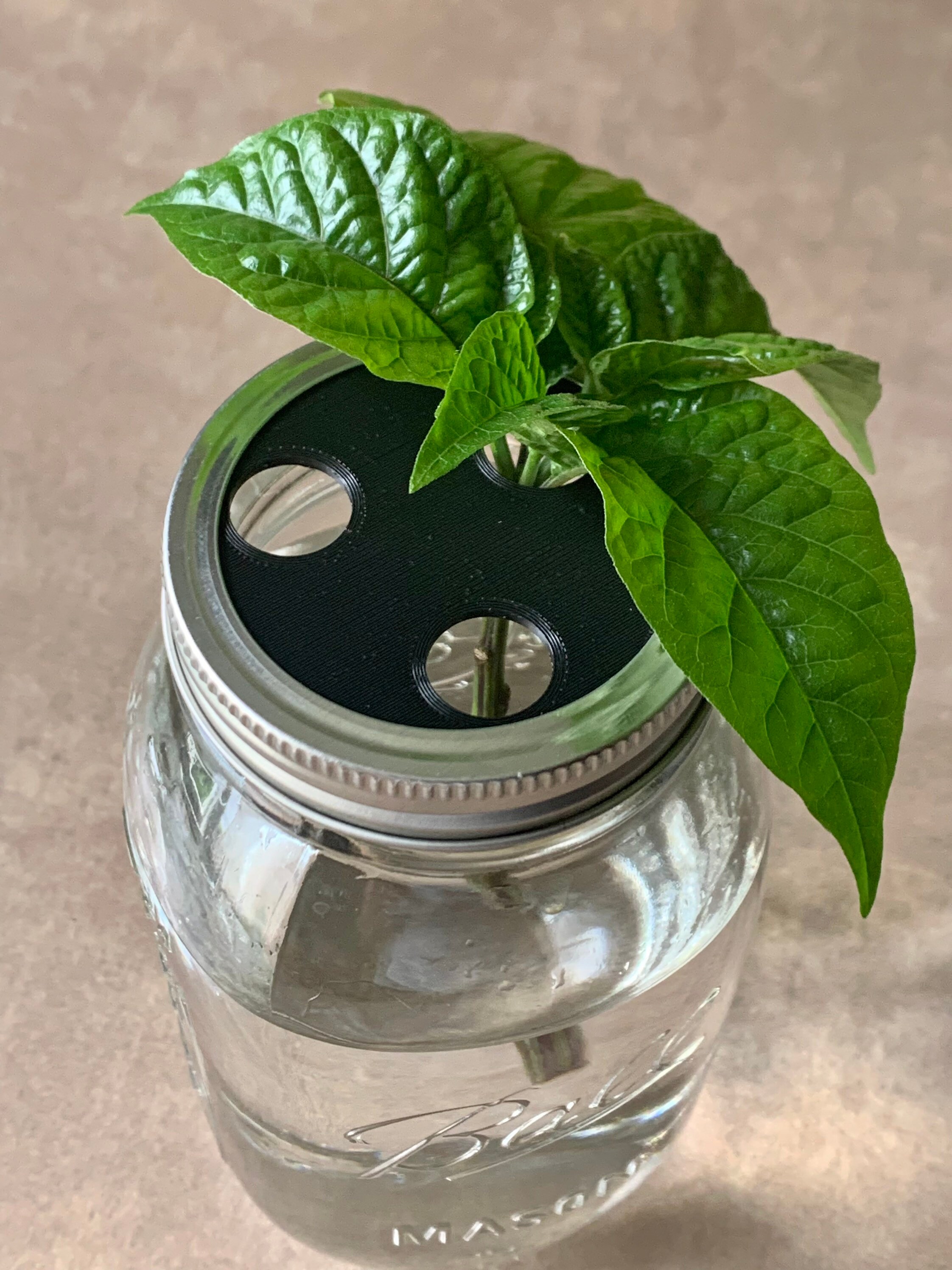 Propagation Station Lid Insert for Regular Mouth Mason Jar - Etsy