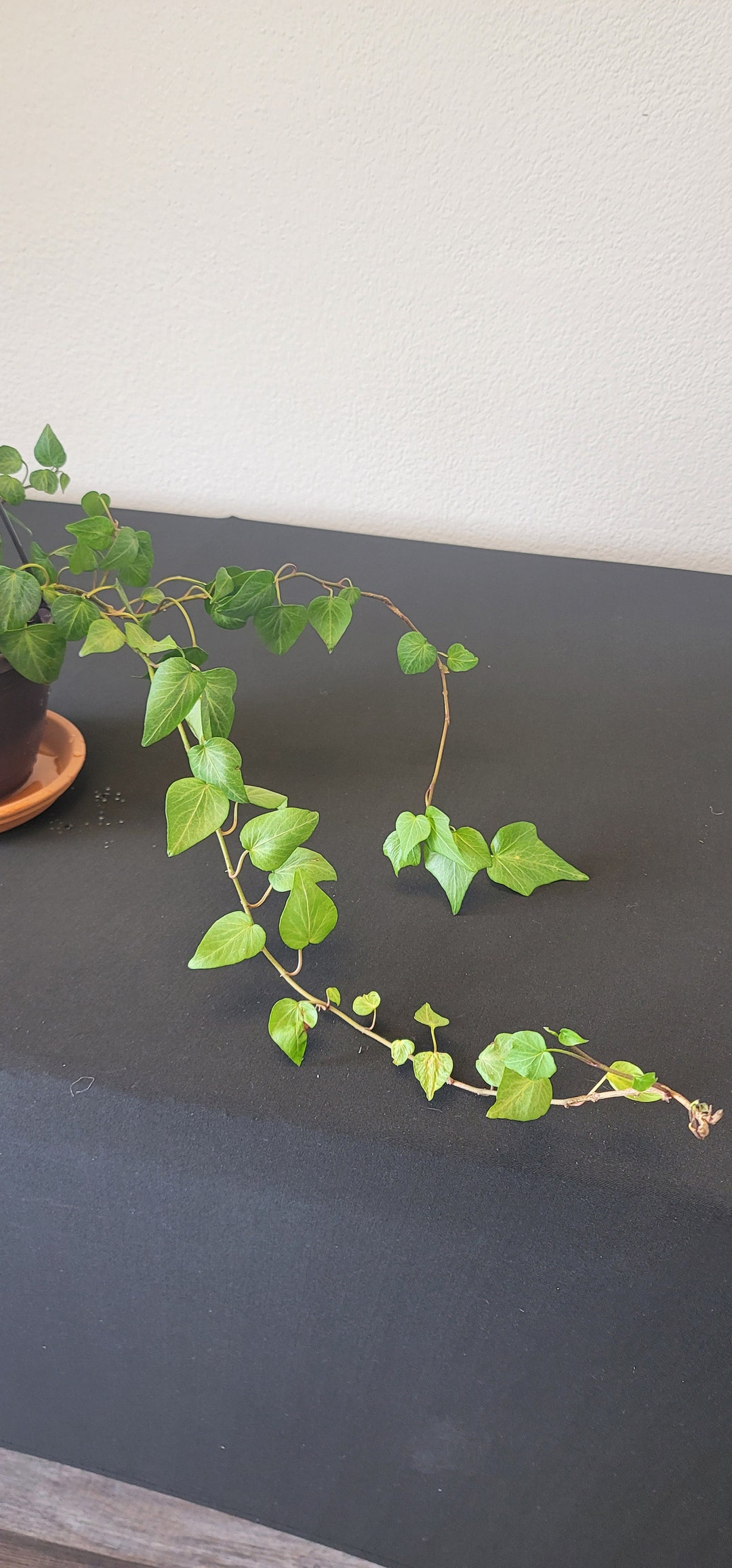 Hanging Ivy Plant Trailing Ivy Plant Trailing Ivy Plant Cutting - Etsy