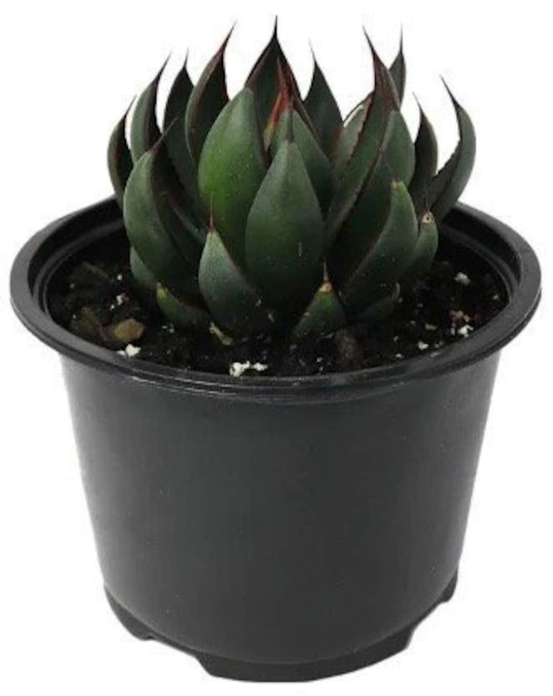 Mangave Praying Hands Cacti Praying Hands Succulent Houseplant - Etsy