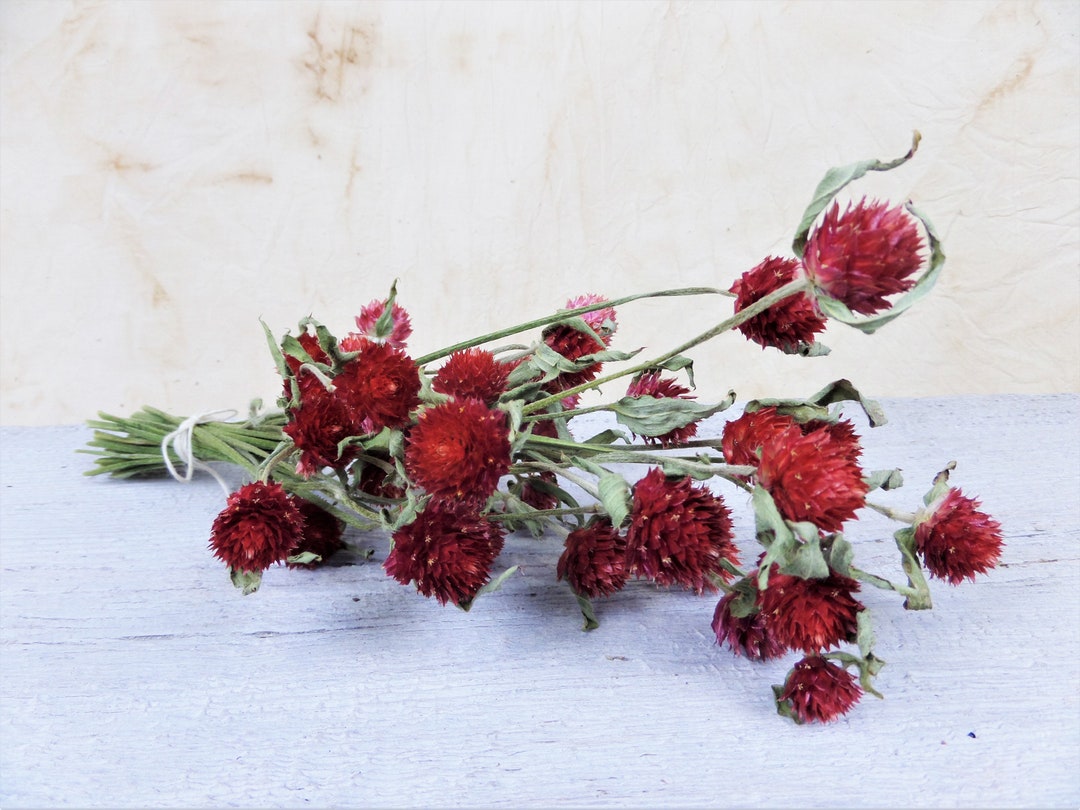 Dried Strawberry Red Gomphrena Globe Amaranth 32-36 Flower Stems ...