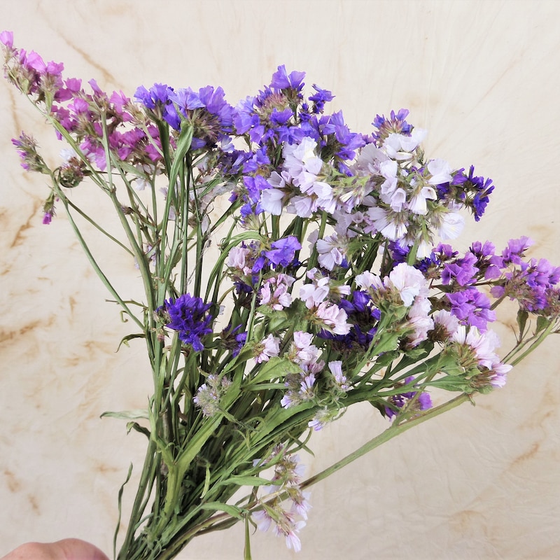 Statice Flowers - Etsy