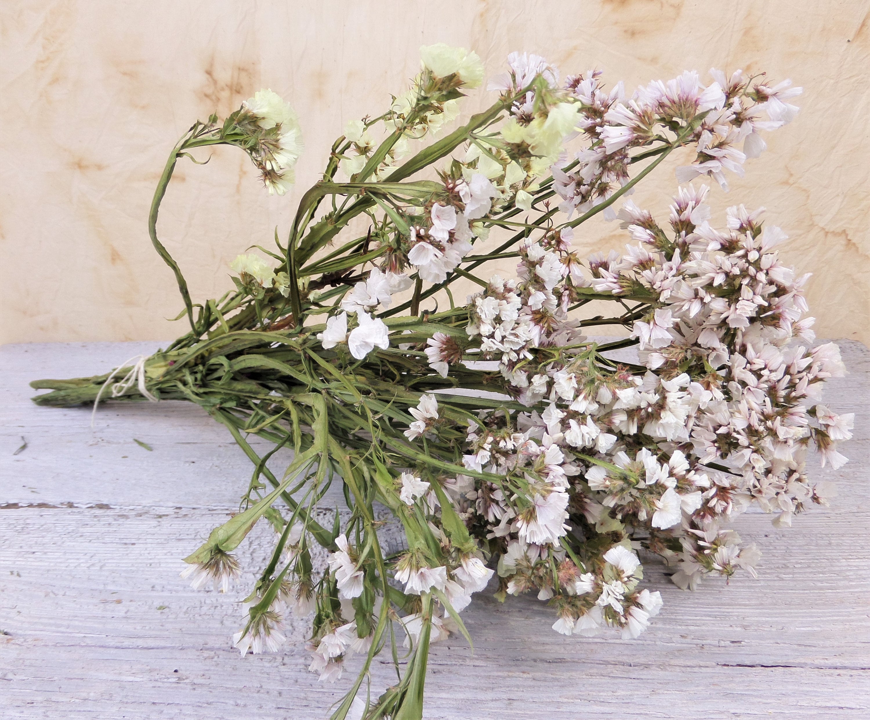 White Statice Flower