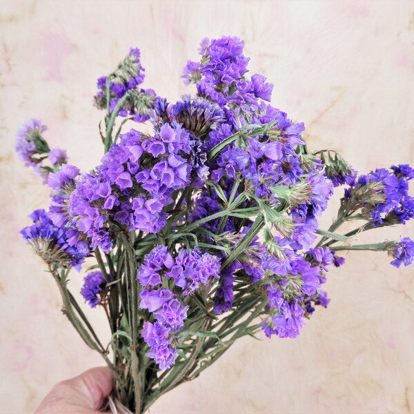 Dried Statice - Etsy