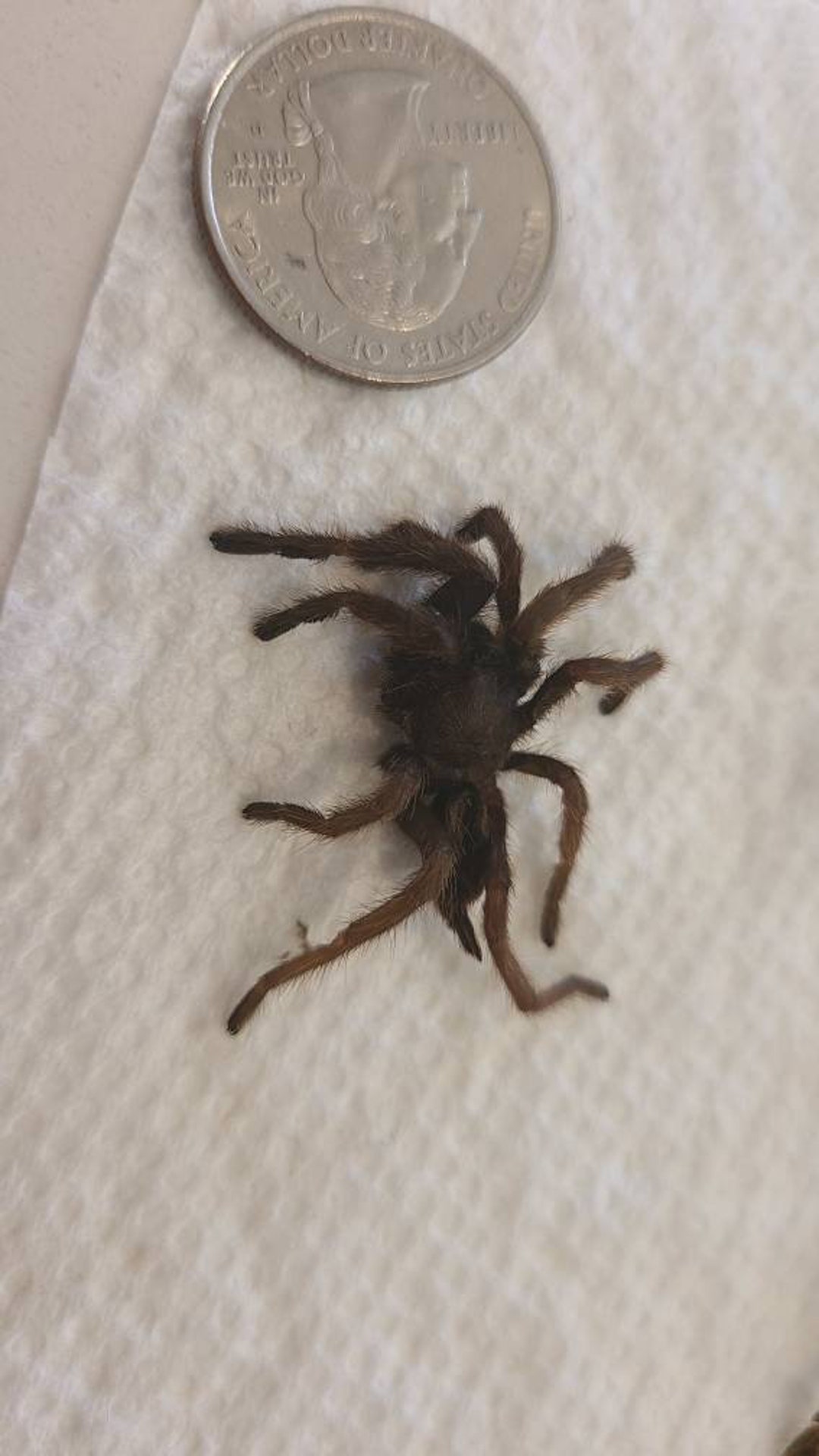 One (1) Small Tarantula(unspecified Species)(deceased Wet Specimen) - Etsy