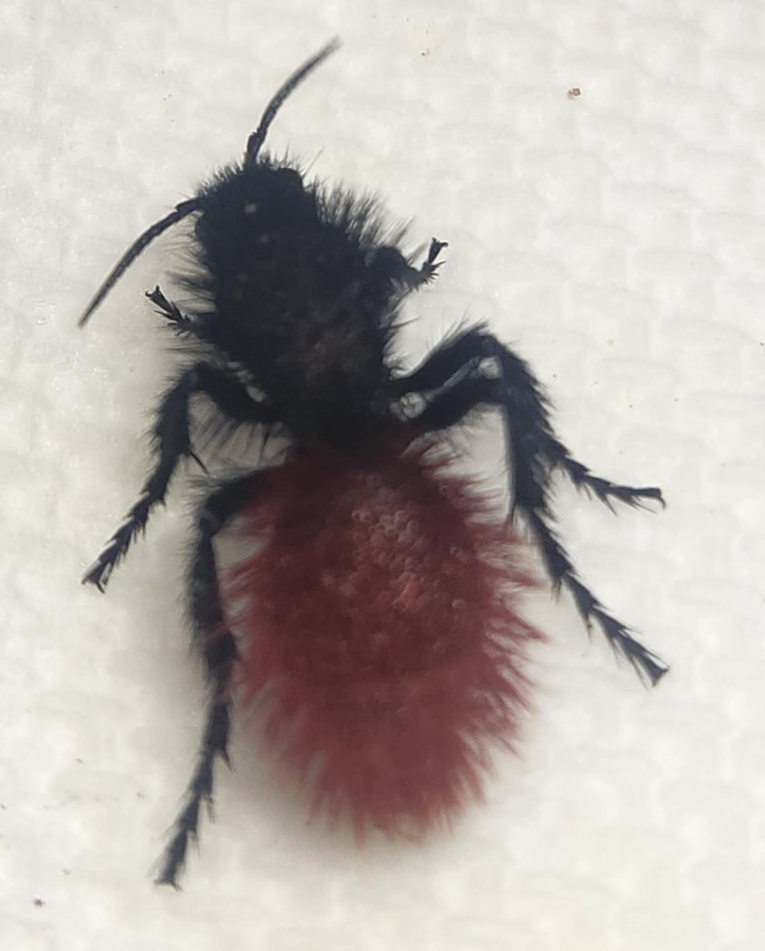 One (1) (very Rare) Cow Killer Ant/ Red Velvet Ant (dasymutilla ...
