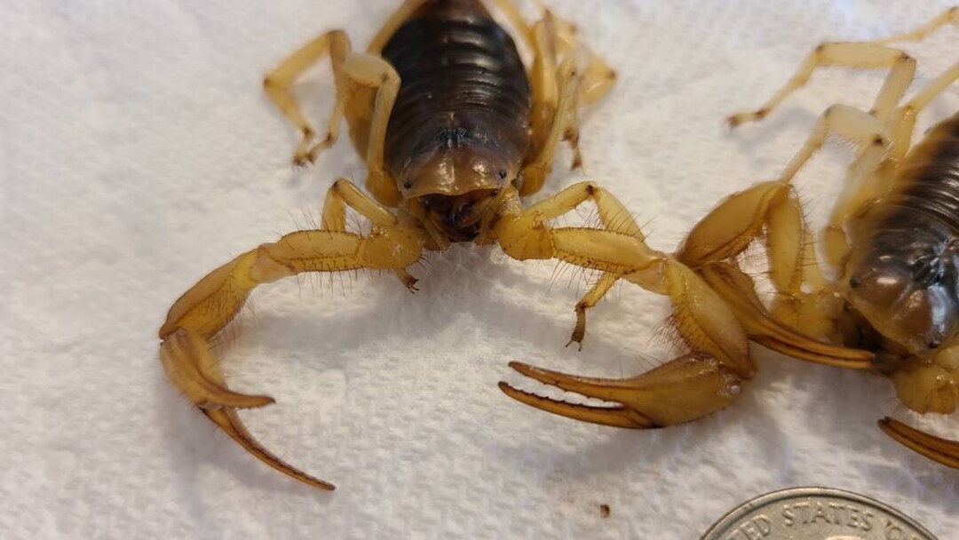 Rare- One Giant Desert Hairy Scorpion(3.5 Inches+) (deceased)(wet ...