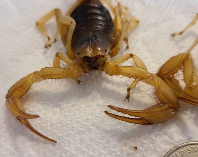Small Scorpions From Indonesia, Mesobuthus Martensii - Etsy