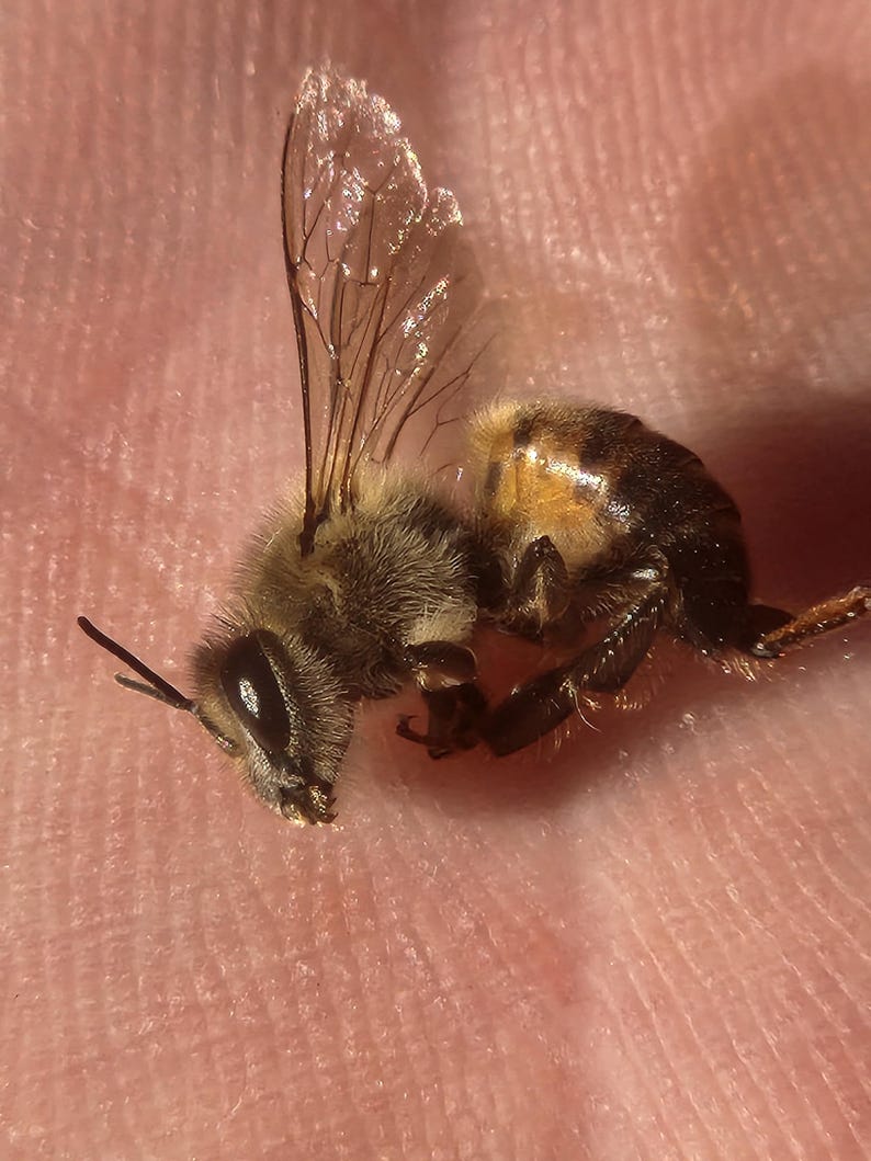 Twelve (12) American Honey Bees(deceased Wet Specimen) - Etsy
