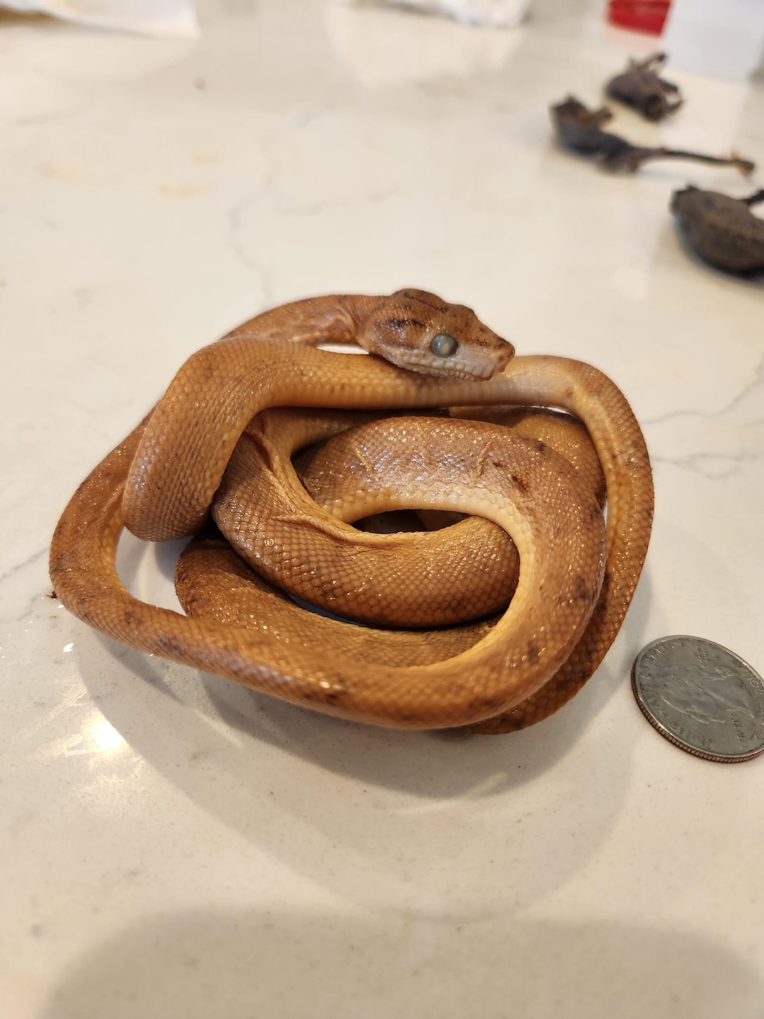 VERY Rare--one Orange Amazon Tree Boa (corallus Hortulana) (deceased ...