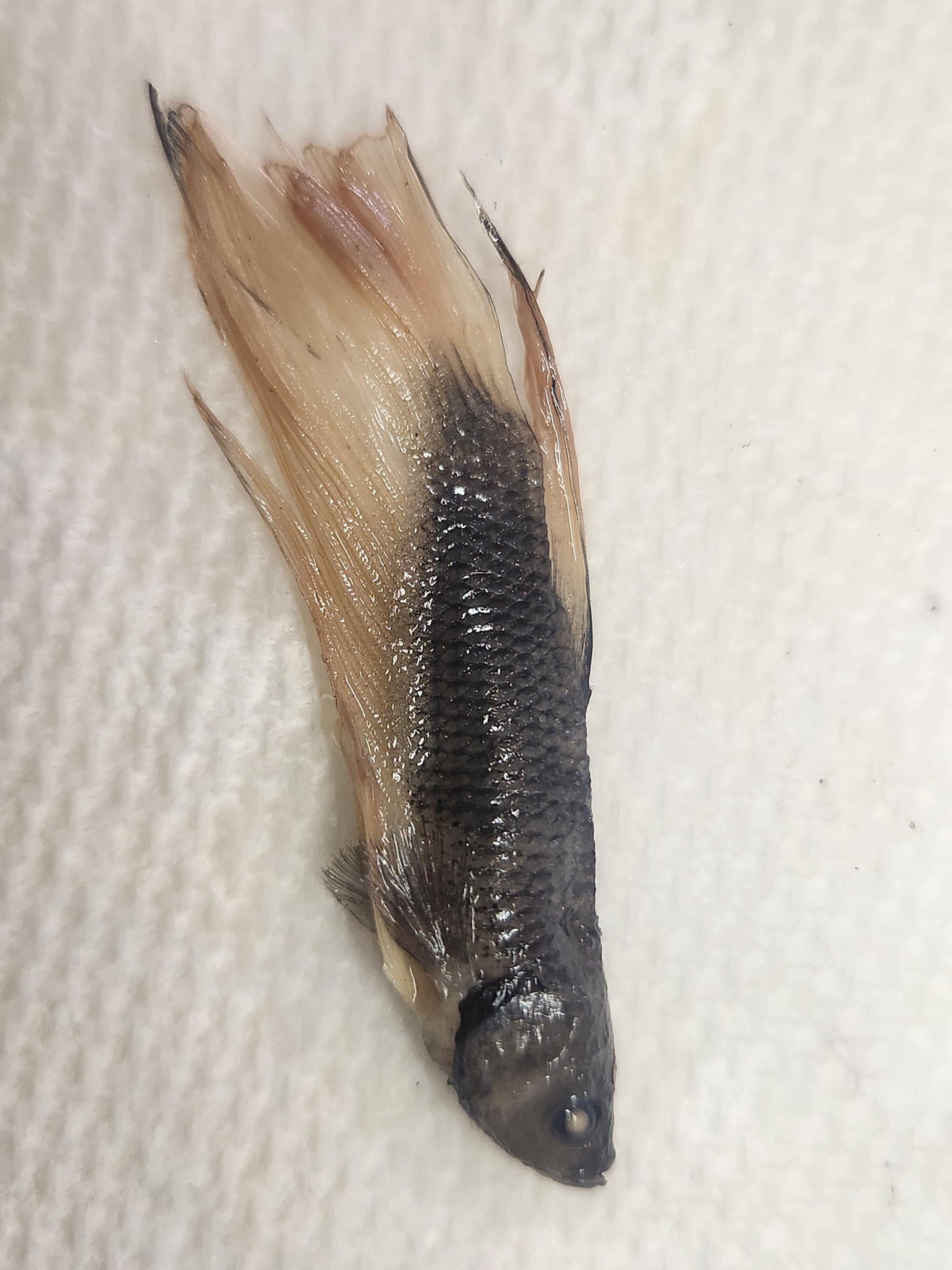 VERY RARE--(1) Bumblebee (black) Betta Fish (deceased Wet Specimen) - Etsy