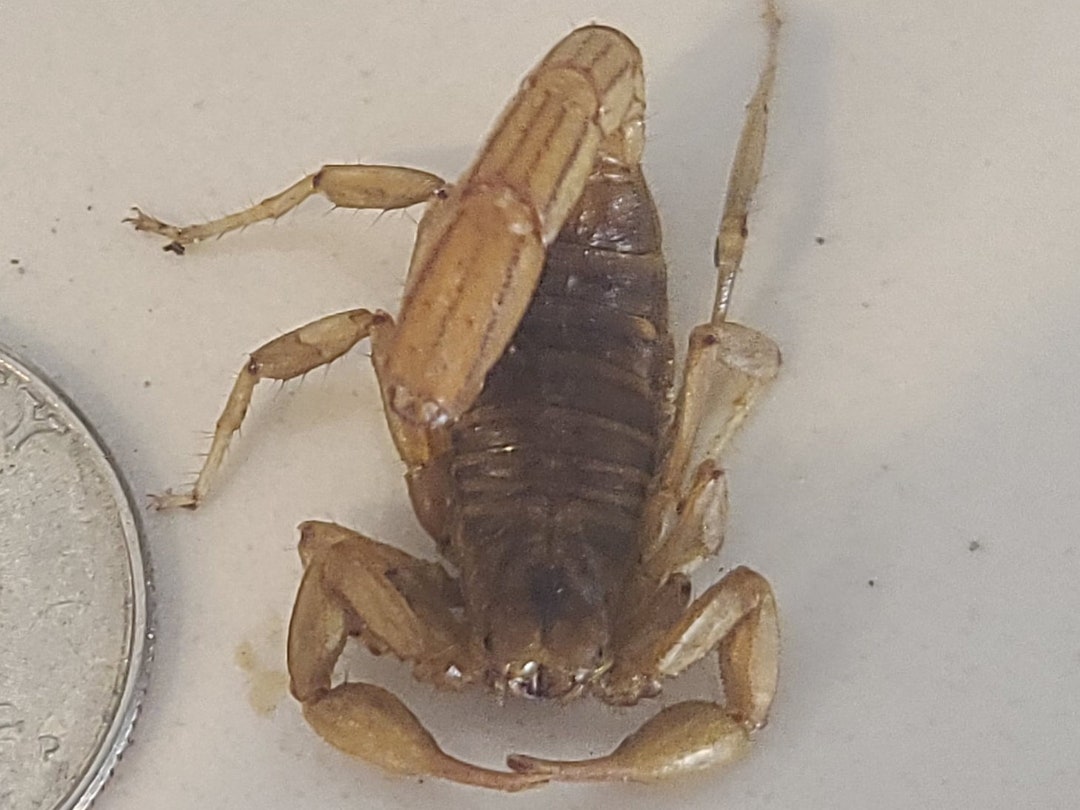 One 1 Dried Large Devil Scorpion - Etsy