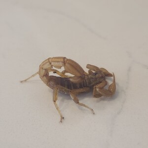 One 1 Dried Large Devil Scorpion - Etsy