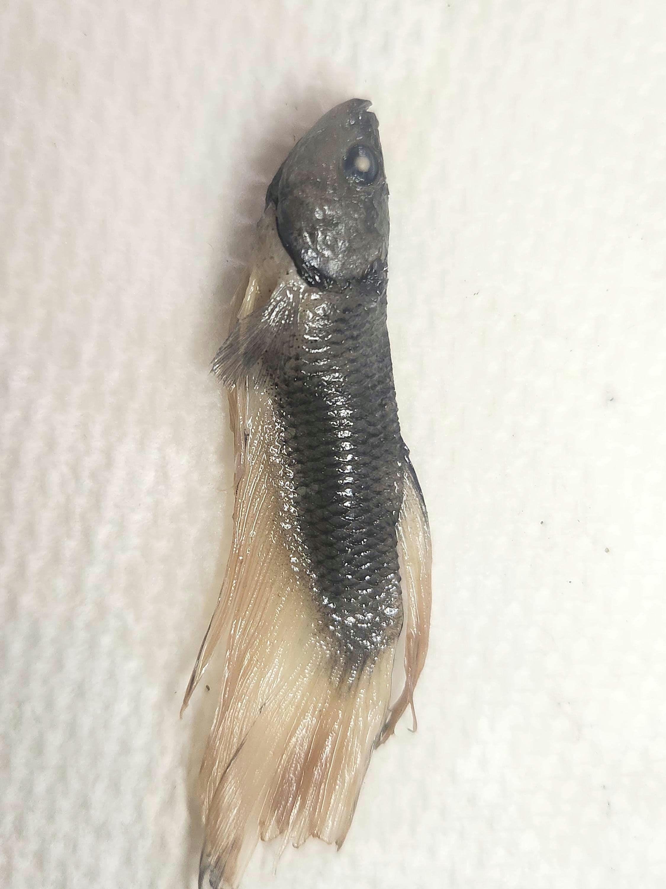 VERY RARE--(1) Bumblebee (black) Betta Fish (deceased Wet Specimen) - Etsy