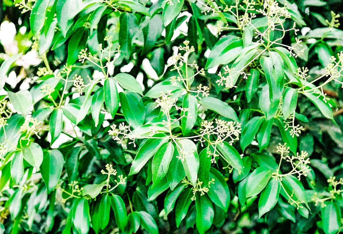 Ceylon Cinnamon Seeds Cinnamomum Zeylanicum Verum Ceylon | Etsy