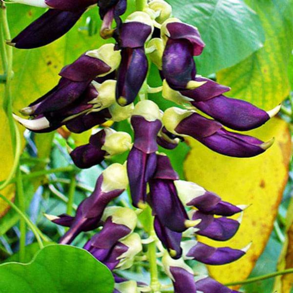 5 Velvet Bean Seeds Organically Grown Mucuna Pruriens Grown | Etsy