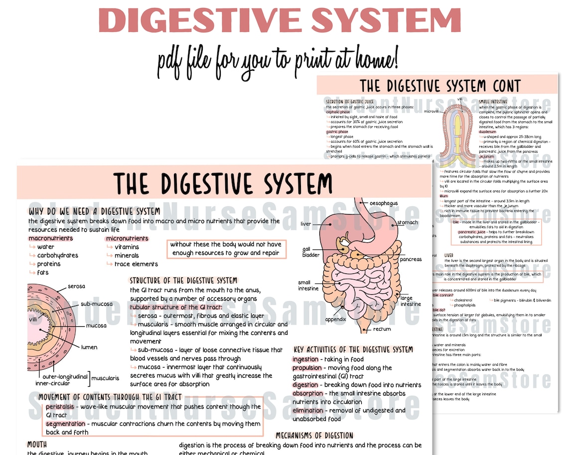 DIGITAL FILE the Digestive System Revision Notes Anatomy & Physiology ...