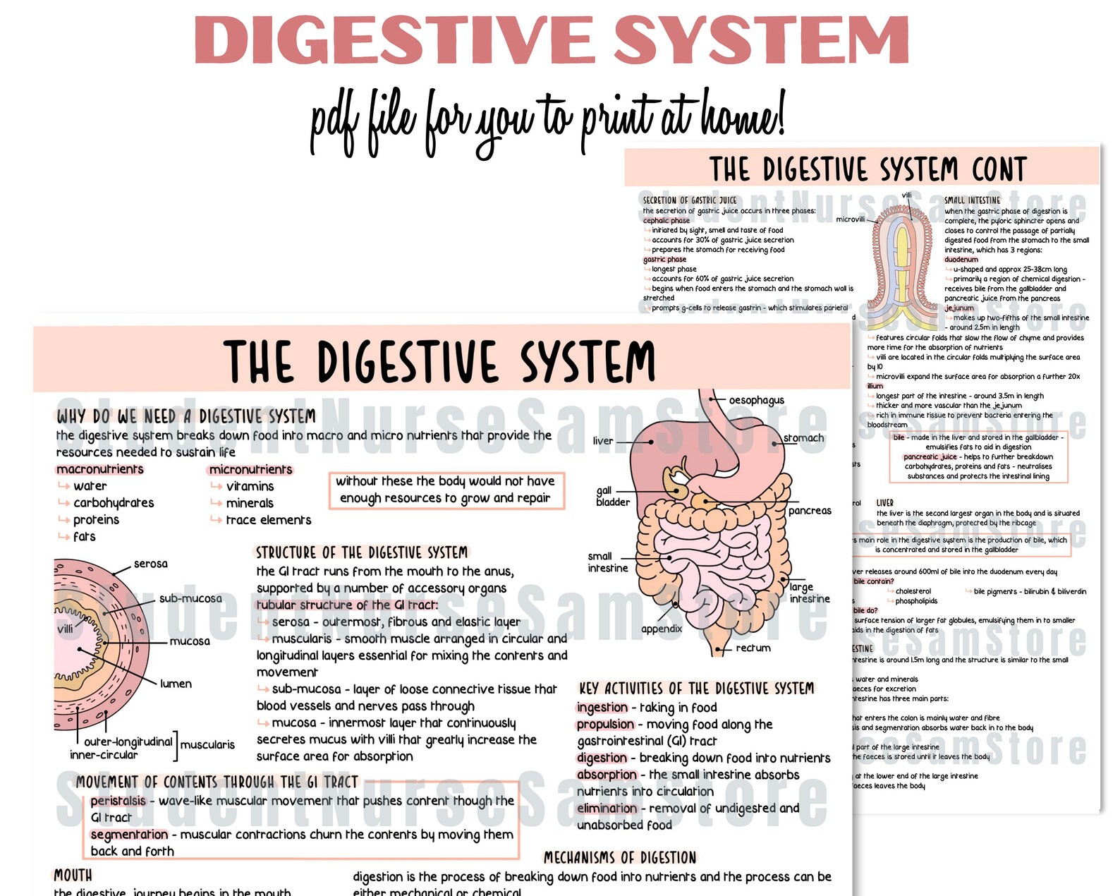 DIGITAL FILE the Digestive System Revision Notes Anatomy & Physiology ...