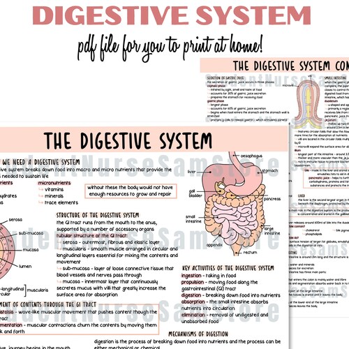 DIGITAL FILE the Musculoskeletal System Revision Notes - Etsy