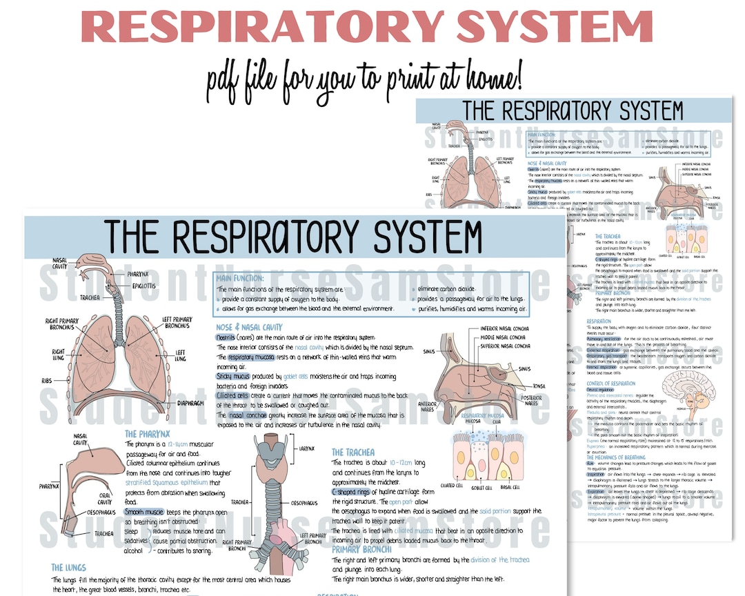 DIGITAL FILE the Respiratory System Revision Notes Anatomy & Physiology ...