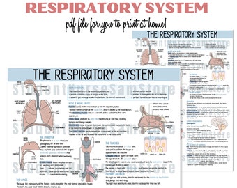 Respiratory System Study Guide - Etsy