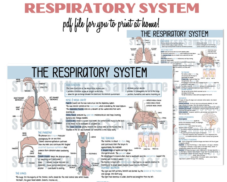 DIGITAL FILE the Respiratory System Revision Notes Anatomy & Physiology ...
