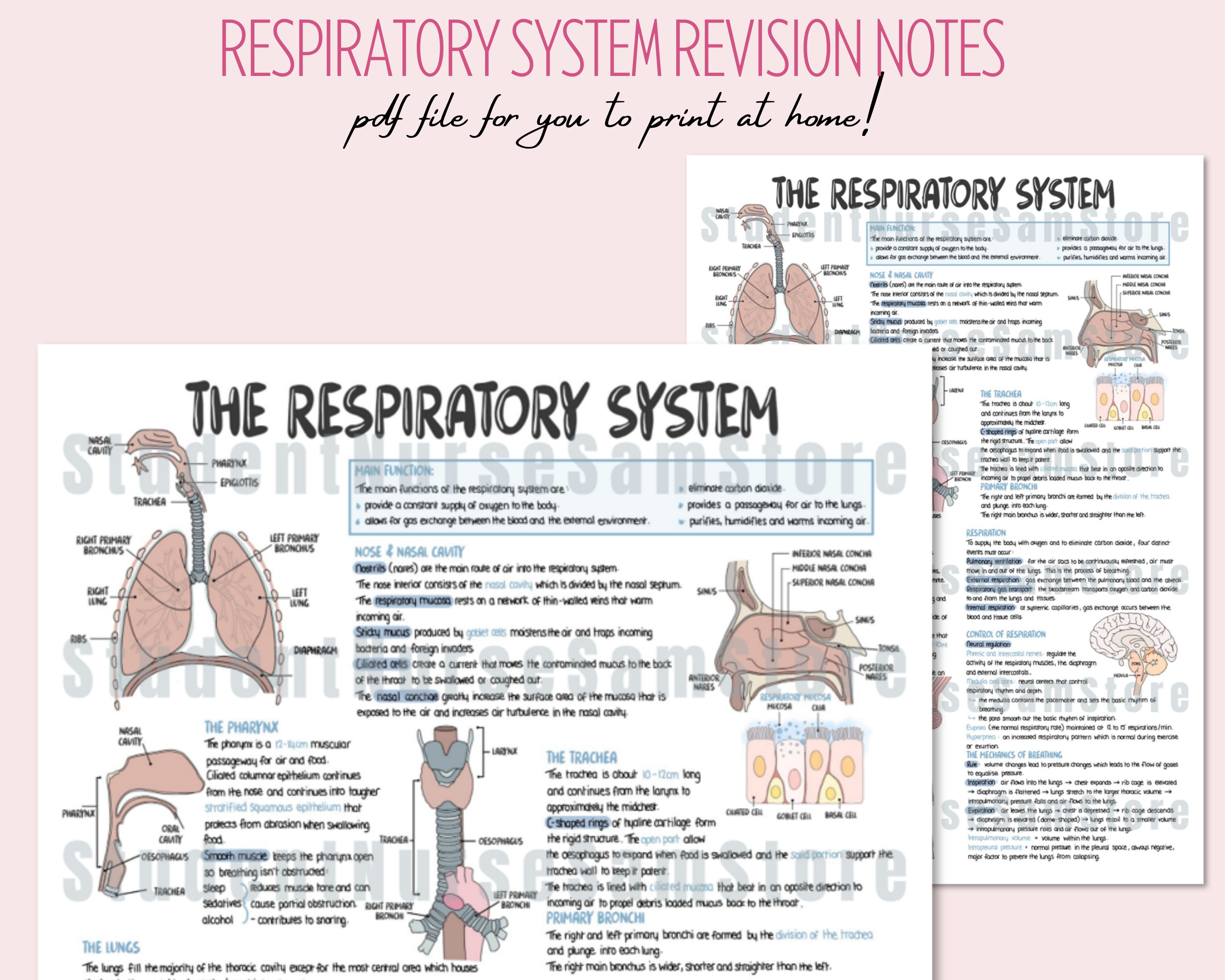 Respiratory System Notes