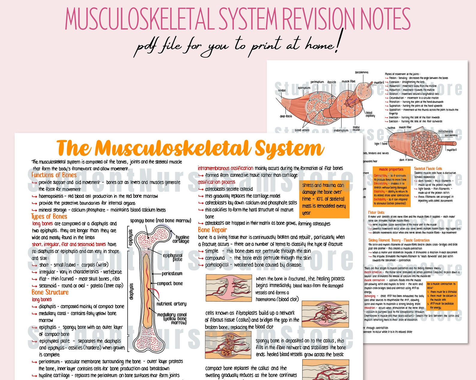Musculoskeletal System Notes And Quiz Flying Colors S - vrogue.co Musculoskeletal System Notes And Quiz Flying Colors S - vrogue.co