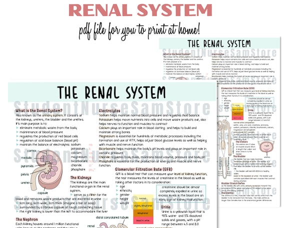 DIGITAL FILE the Renal System Revision Notes Anatomy & - Etsy