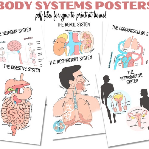 PDF Body System Posters Nursing Student Anatomy Posters - Etsy