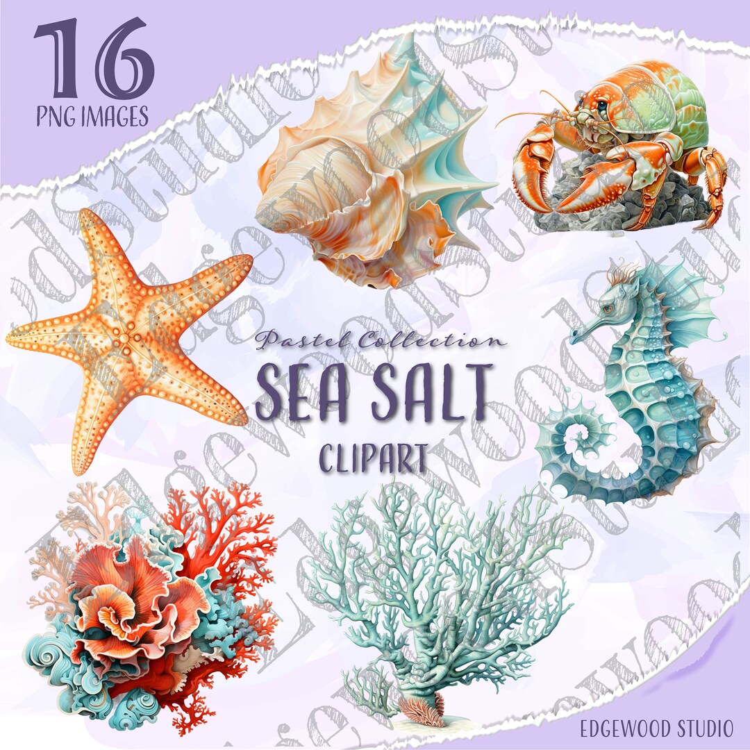 Sea Clipart, Beach, Sea Creatures, Seashells, Nautilus, PNG - Etsy