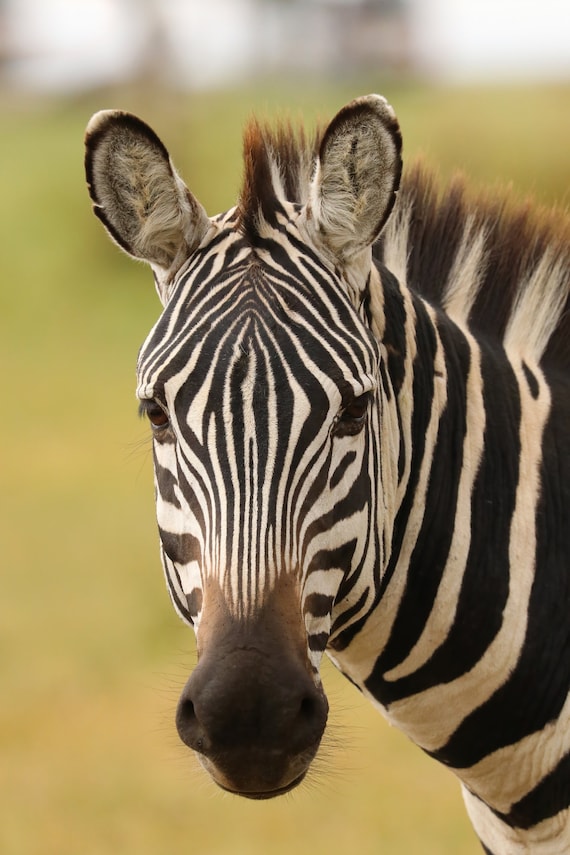 Zebra Profile