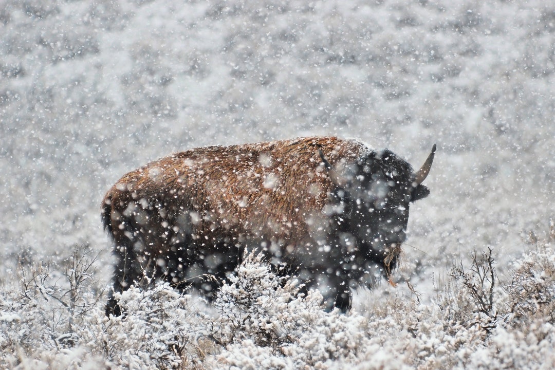 Bison in a Snowstorm in Yellowstone National Park - Etsy