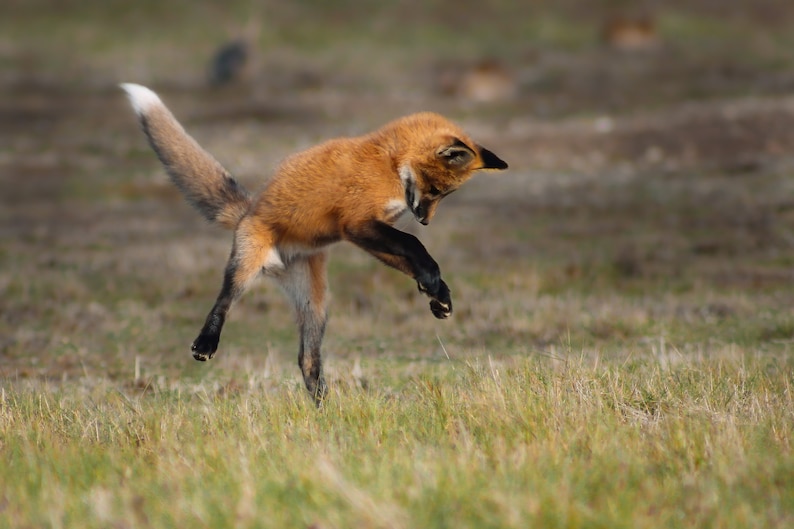 Red Fox Kit Jumping - Etsy