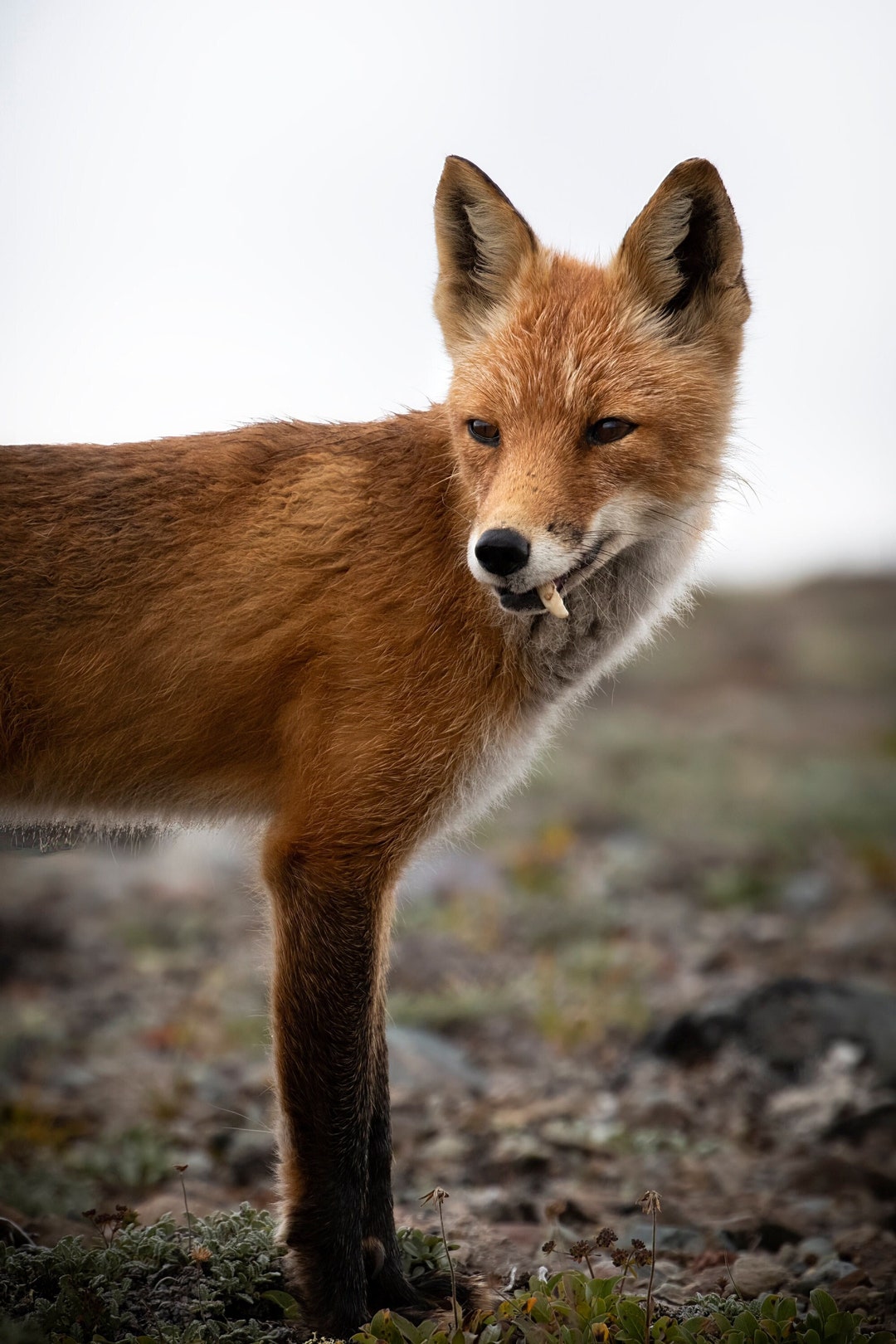 Red Fox Snaggletooth, Alaska - Etsy