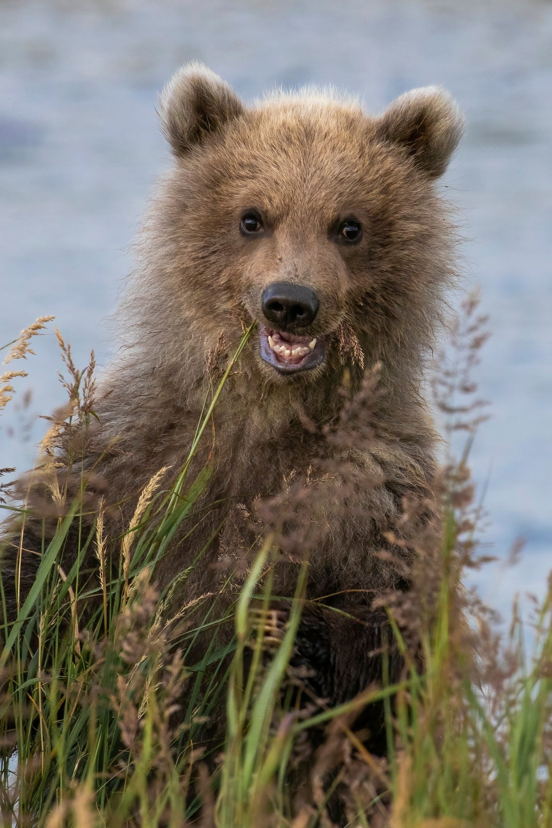Brown Bear Spring Cub in Grass in Katmai National Park, Alaska - Etsy