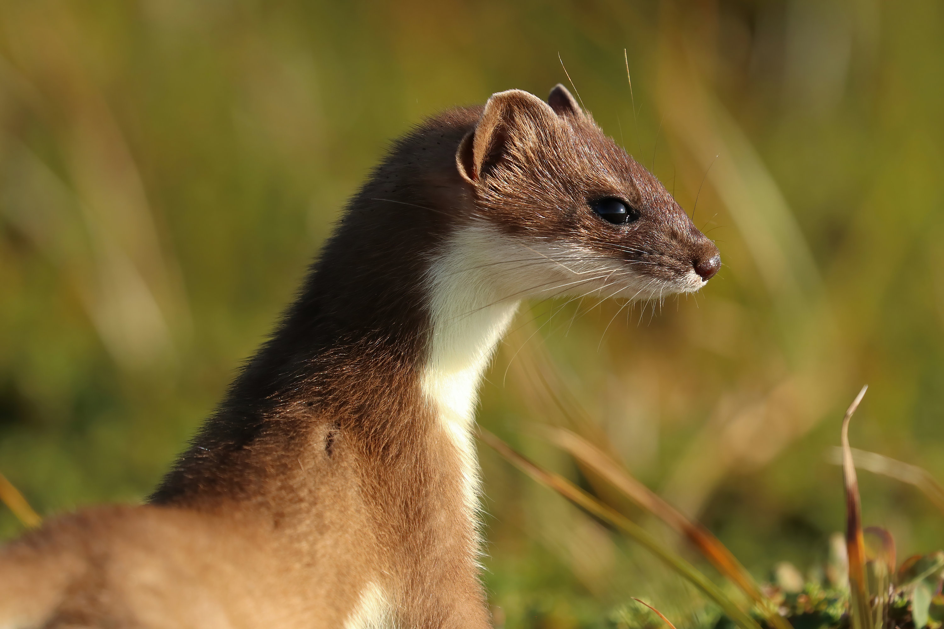 Short-tailed Weasel (ermine) in Summer - Etsy