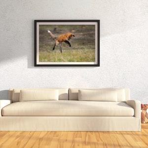 Red Fox Kit Jumping - Etsy