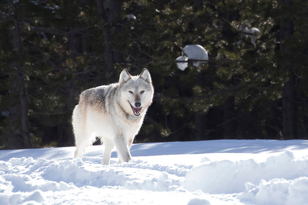 Yellowstone White Wolf 1203F in Snow - Etsy