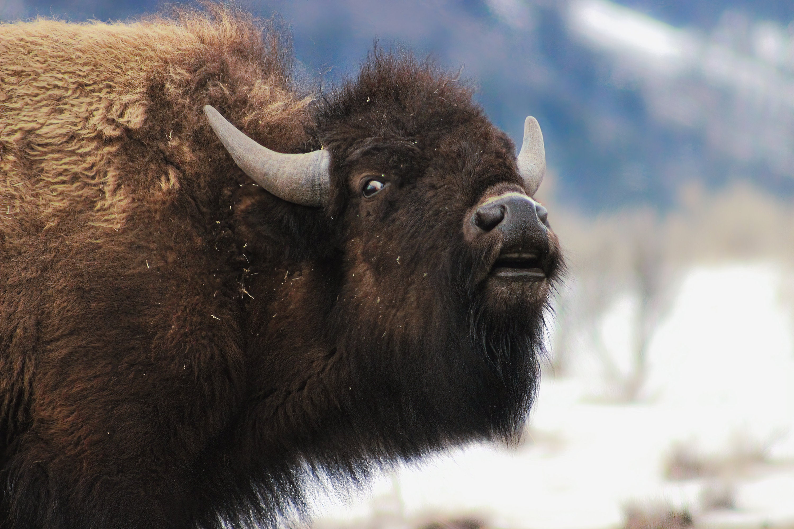 Bison Bellowing in Winter - Etsy