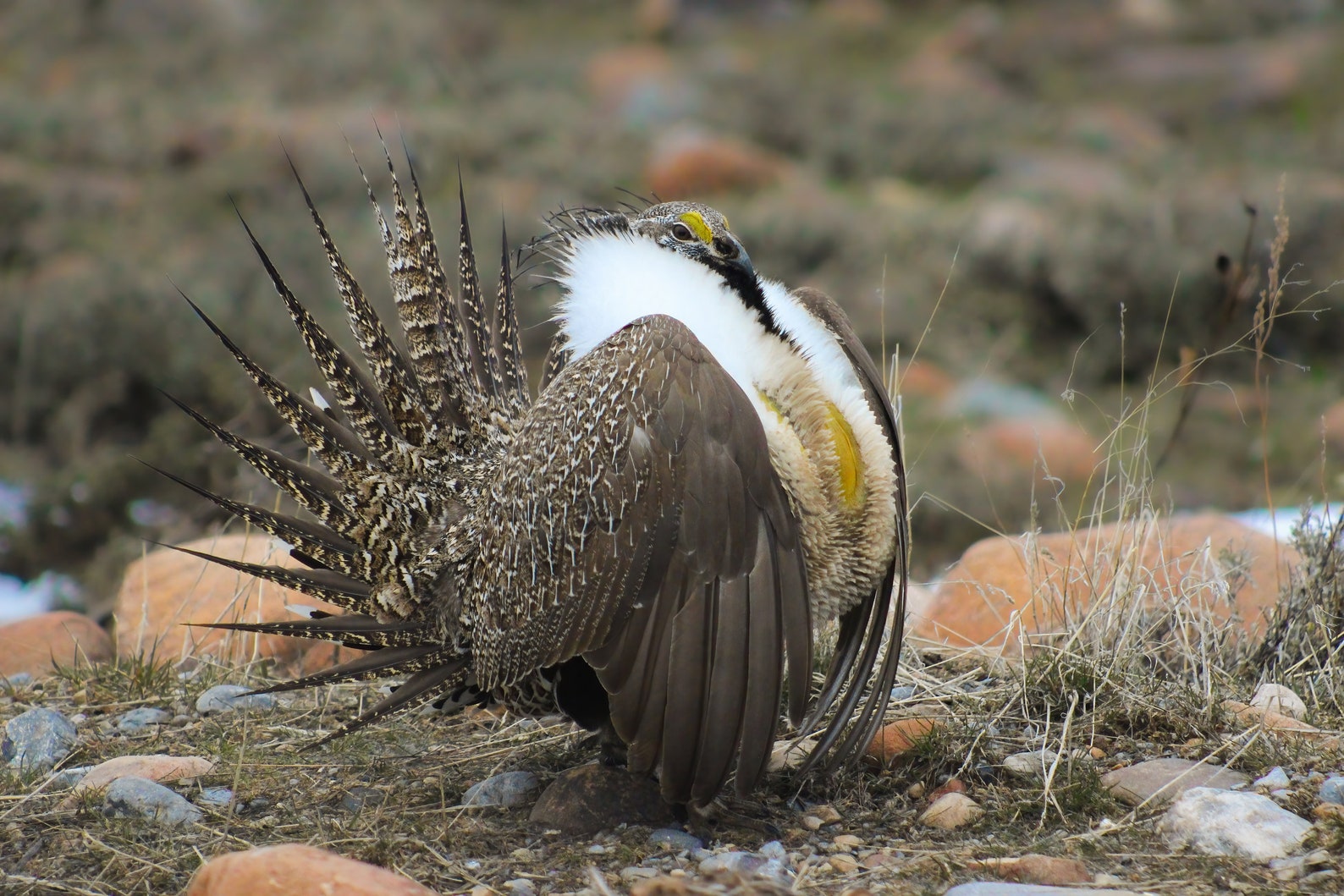 Sage Grouse Lekking in Utah - Etsy