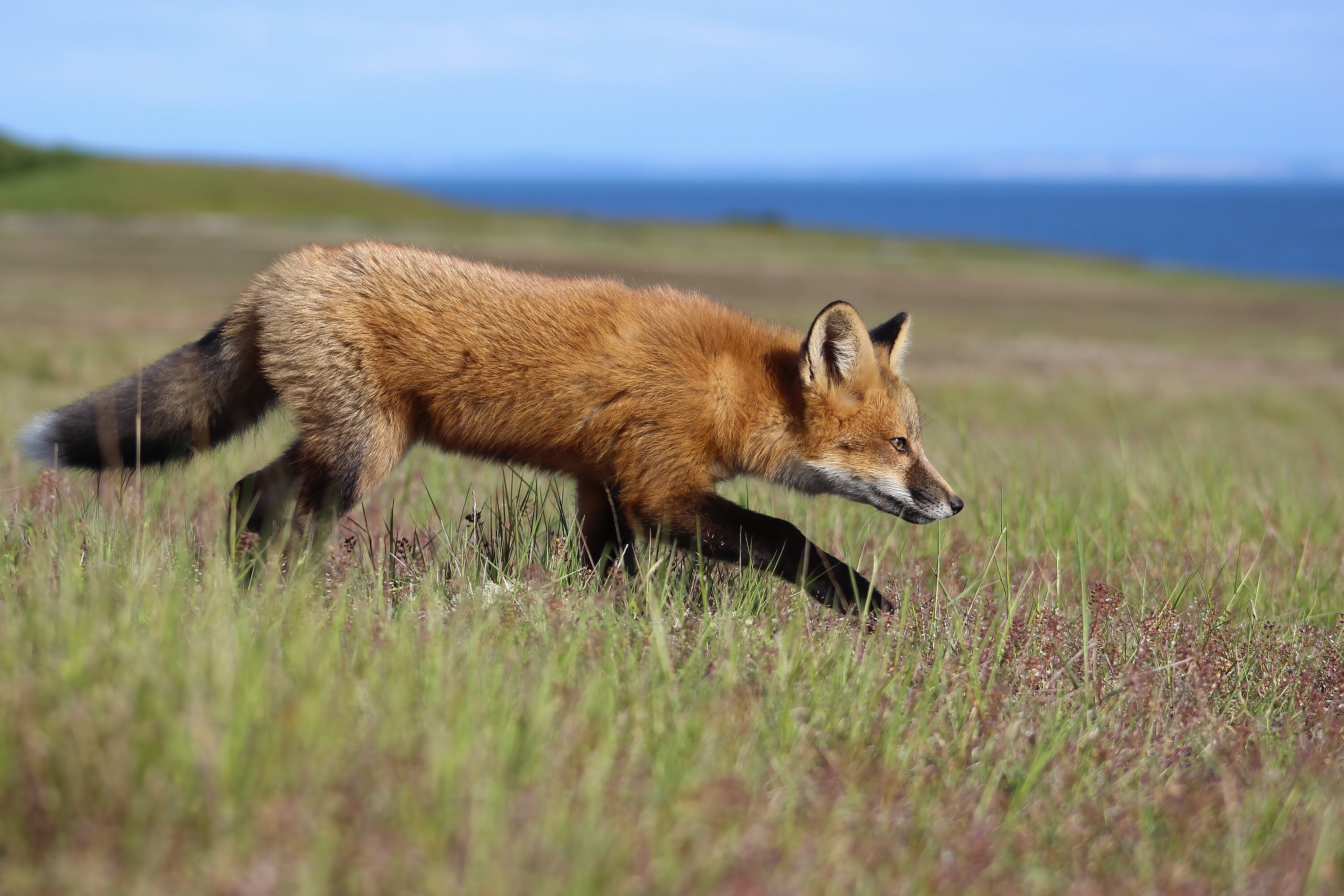Red Fox Kit Prowling in a Meadow - Etsy UK