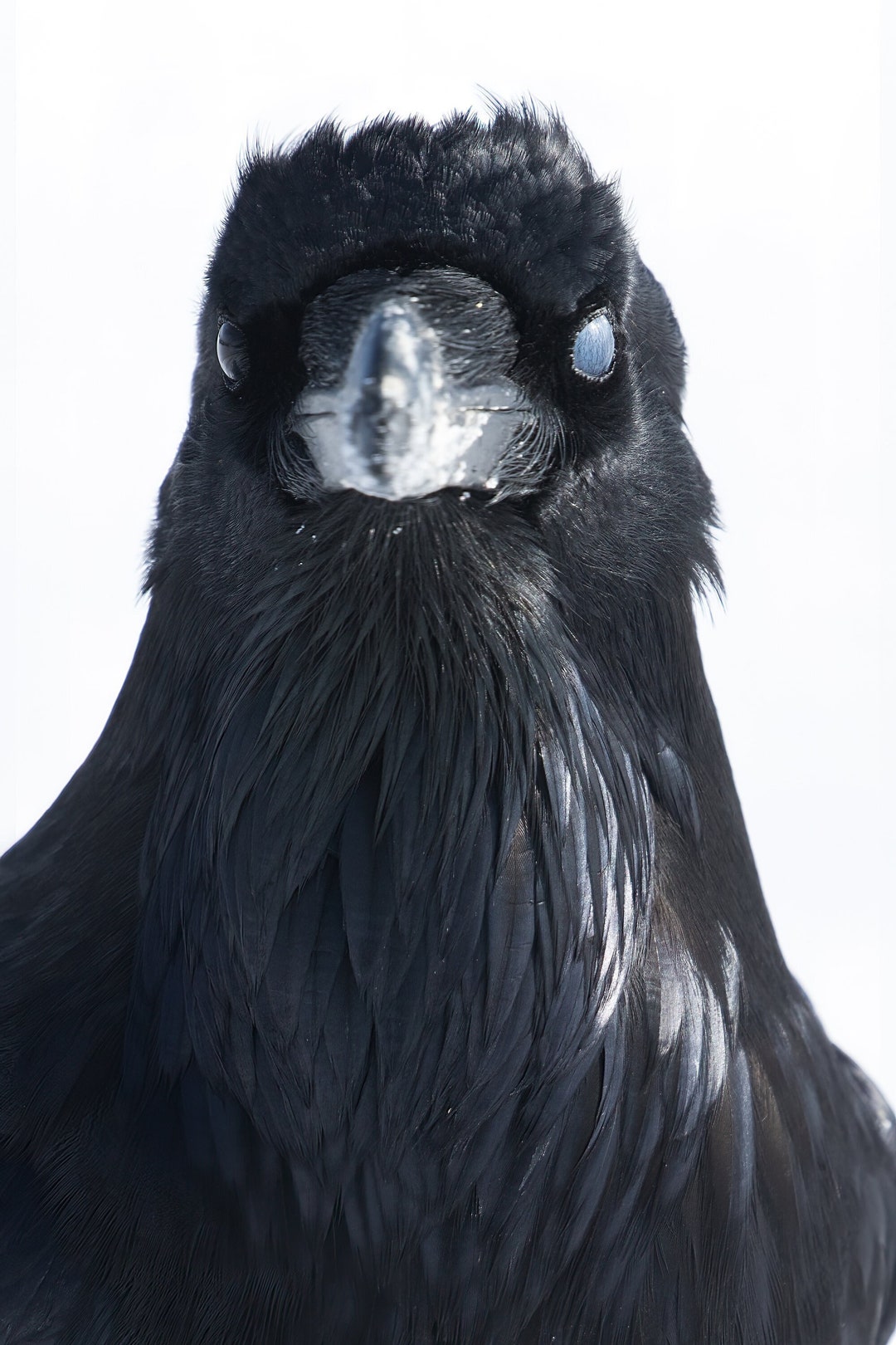Ghostly Raven Eye in Winter, Yellowstone National Park, Wyoming - Etsy
