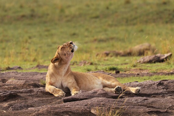 African Lioness Sunbathing in Savanna | Etsy